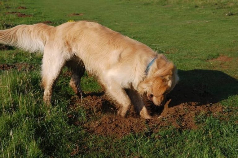 Why Is My Dog Digging Holes All Of A Sudden? - Smartly Pet