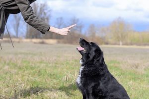 How to Tell if Your Dog Respects You? - Smartly Pet