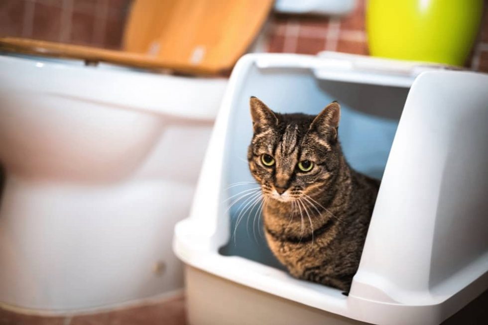 How Do I Get My Cat To Stop Peeing Everywhere? - Smartly Pet