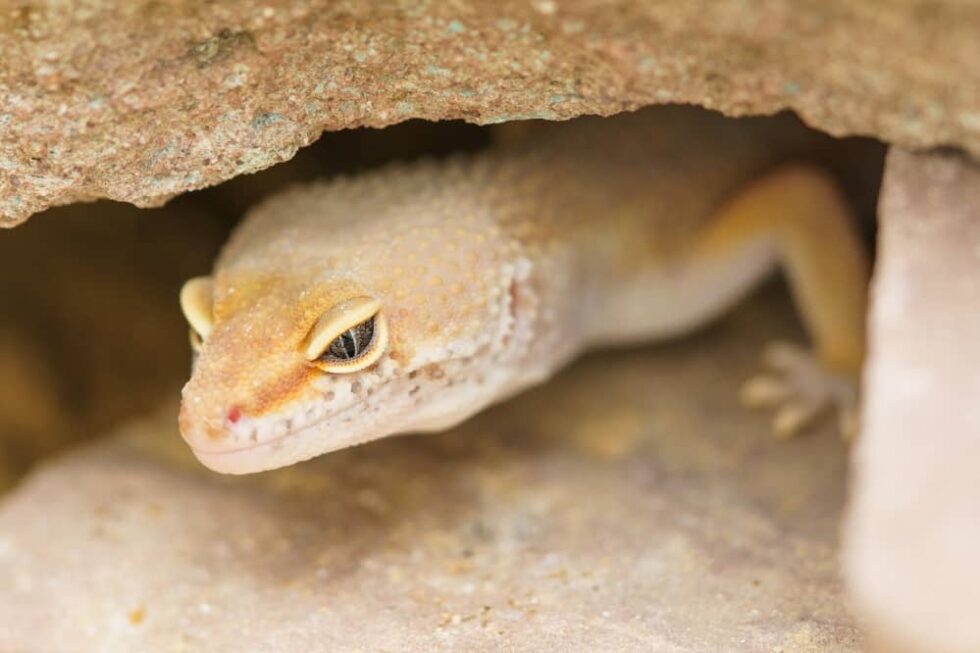 Do Leopard Geckos Brumate? The Ultimate Guide - Smartly Pet