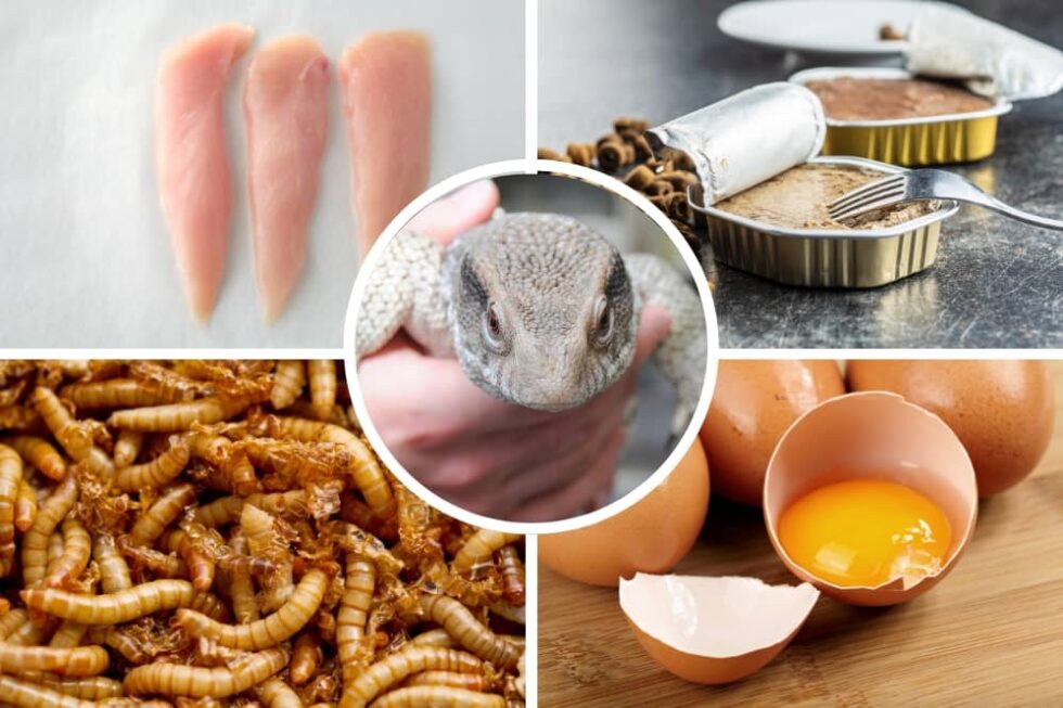 What Do Savannah Monitors Eat? - Smartly Pet